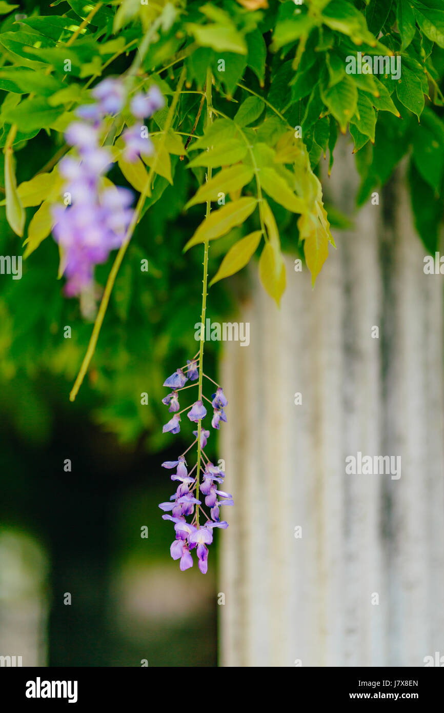 Flowering tree wisteria in Montenegro, the Adriatic and the Balk Stock ...