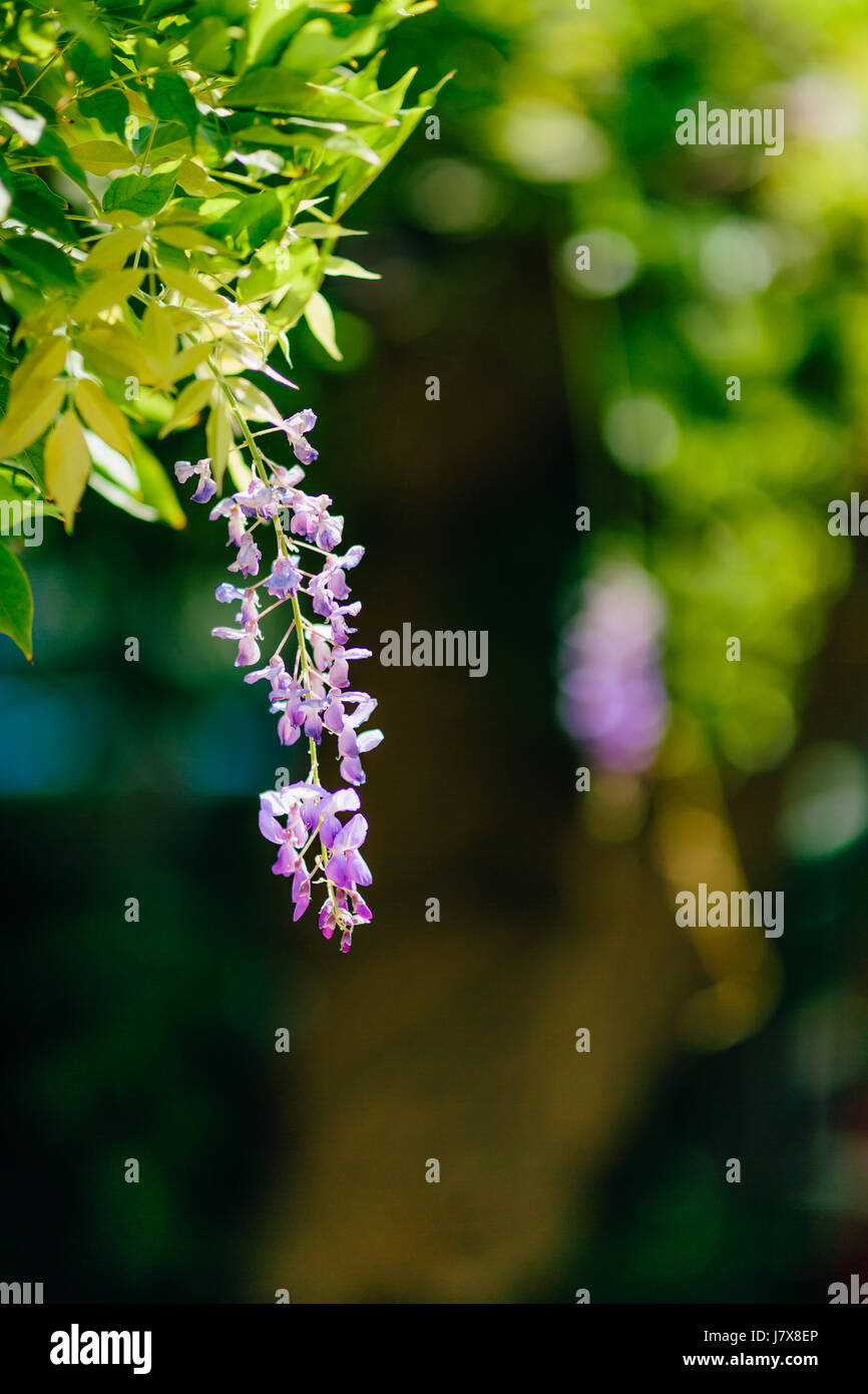 Flowering tree wisteria in Montenegro, the Adriatic and the Balk Stock ...