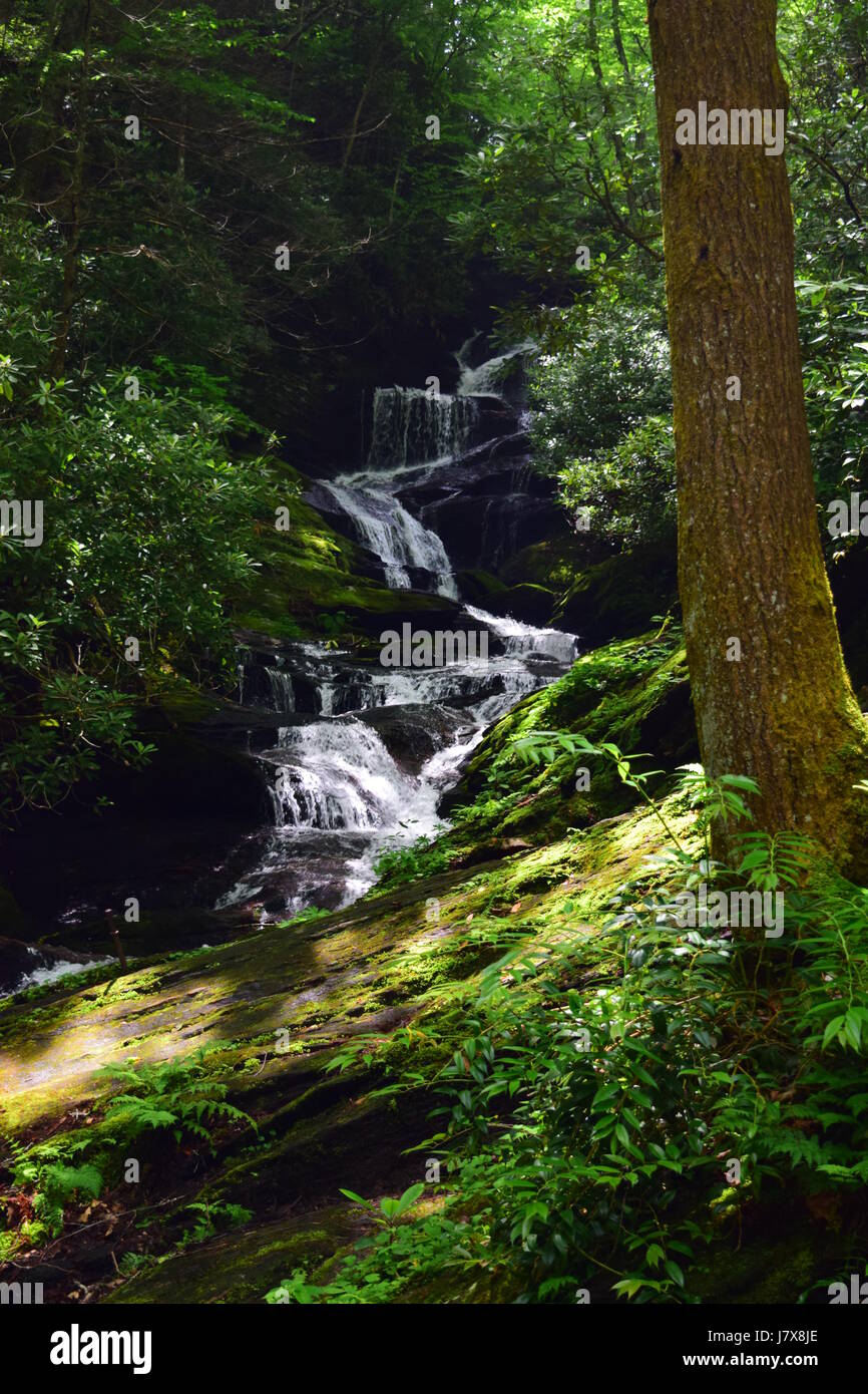 North carolina forest hi-res stock photography and images - Alamy