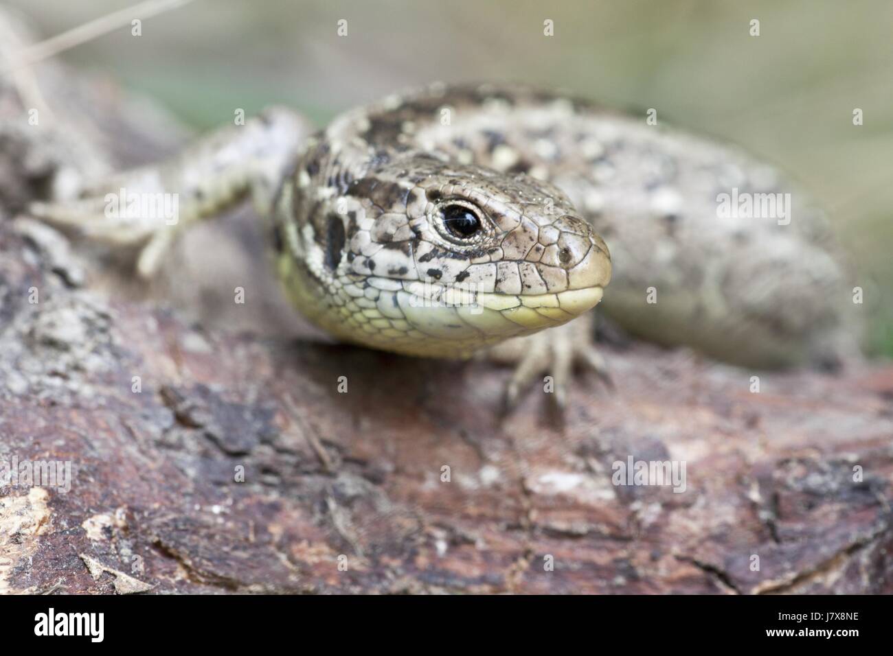 female lizard conservation of nature wildlife threatens macro close-up ...