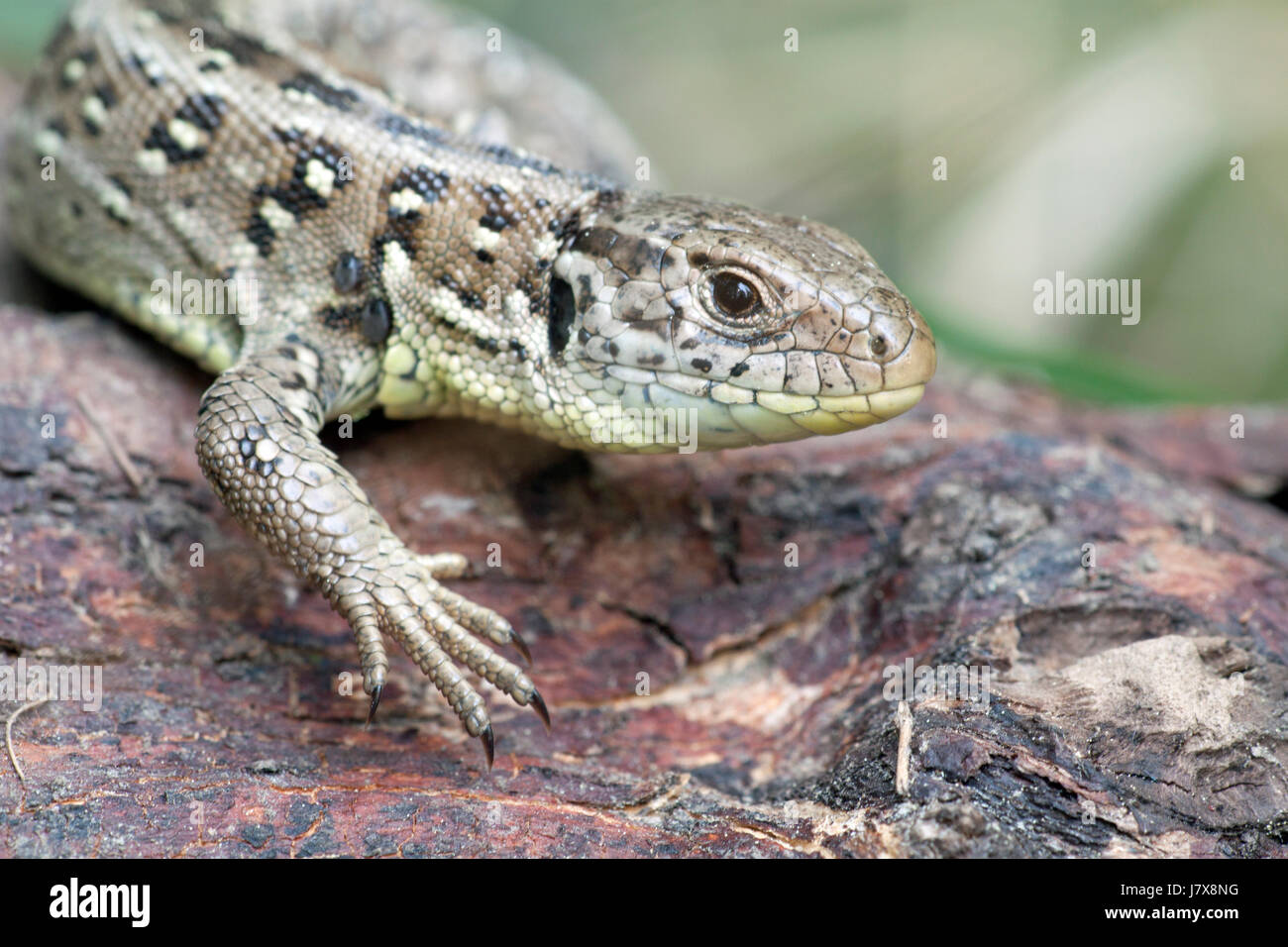 Olive scale lizard hi-res stock photography and images - Alamy