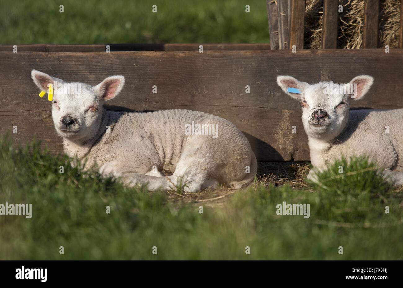 sheep cub baby young animal lambs sheep (pl.) young younger animal ...