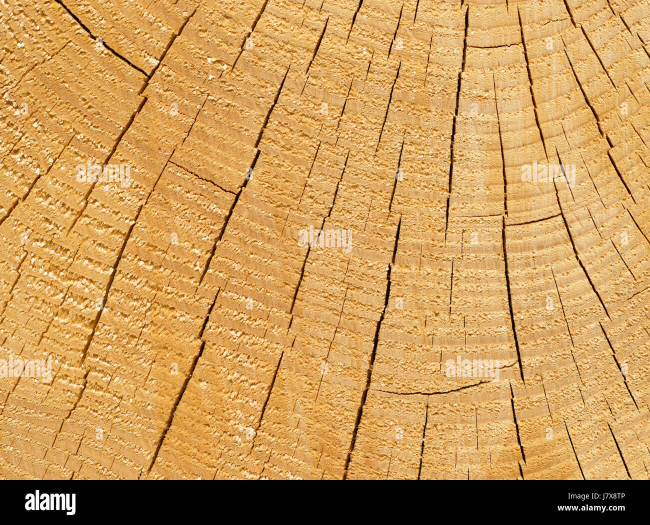tree wood trunk annual rings structure textures texture macro close-up ...