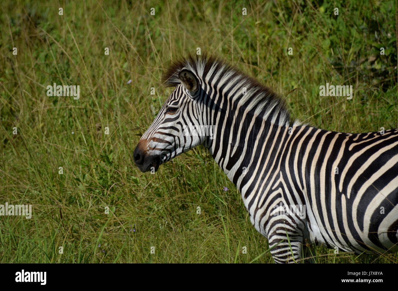 park horse animal mammal fauna africa animals savannah black swarthy ...