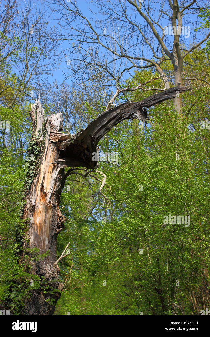 environment enviroment tree green stroke of lightning breaking fracture ...