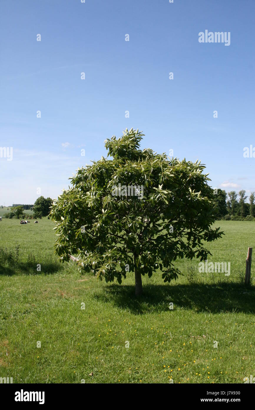 Maron High Resolution Stock Photography and Images - Alamy