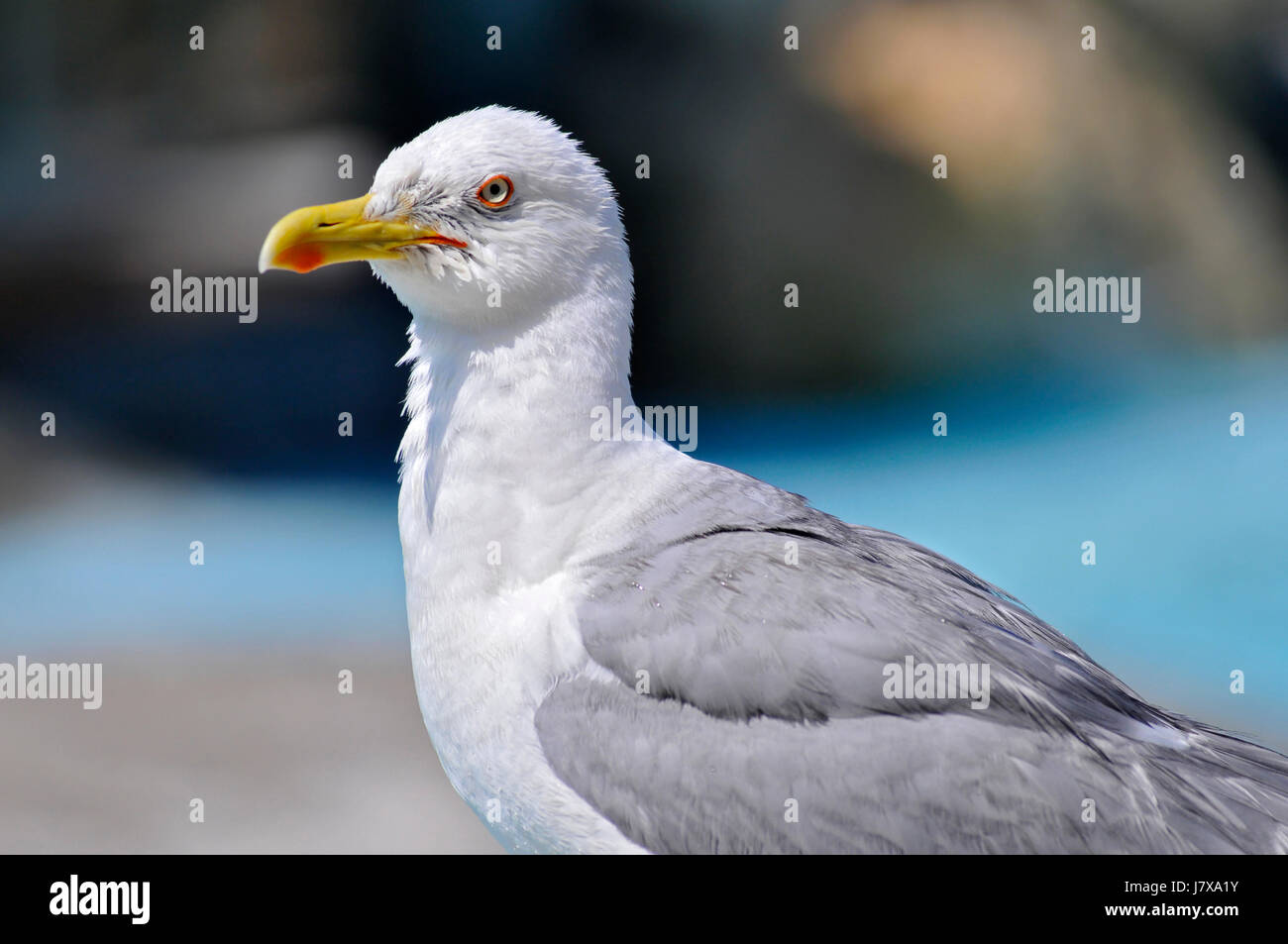 profile closeup bird portrait head seagull gull detail eye organ france ...