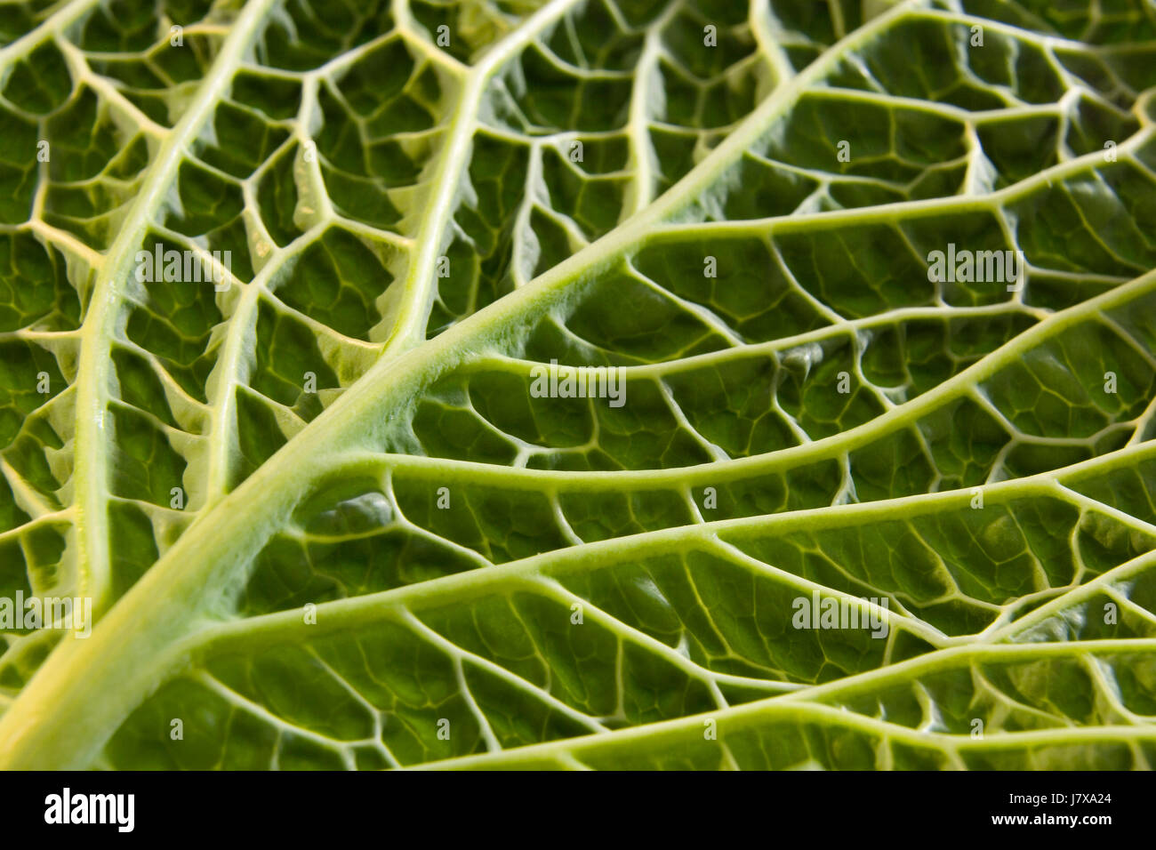 leaf vegetable cabbage roughage mosaics mosaic plant leaf agriculture ...