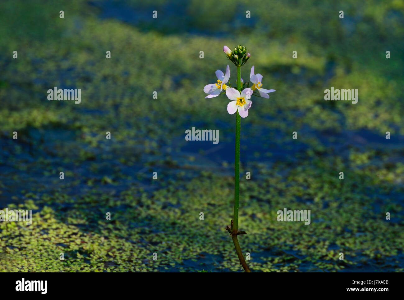 blossoms spring fen plant aquatic plant bleed nature shine shines ...