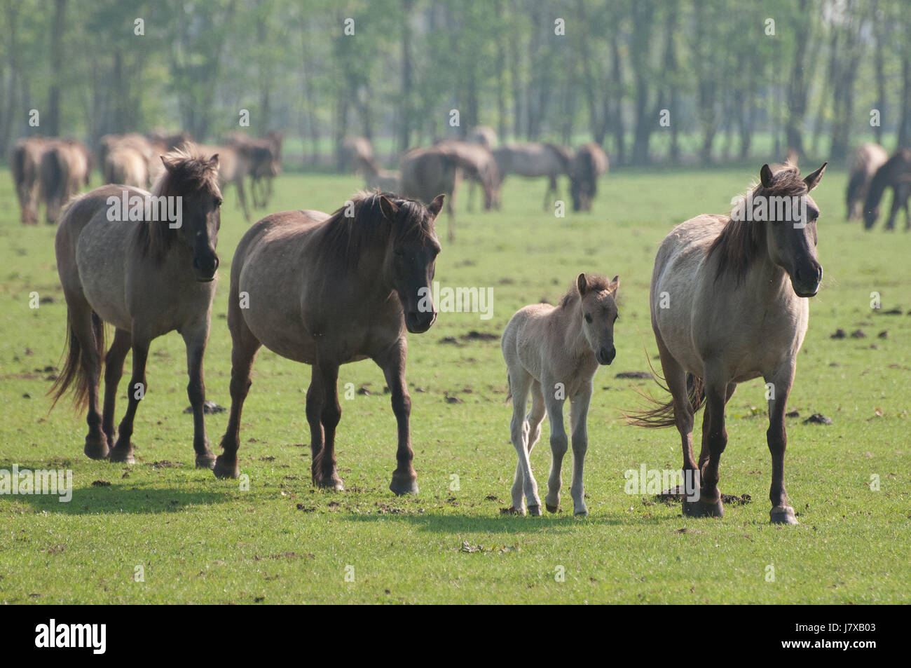 ride horse animal wild horse horseriding nature horse animal animals ...