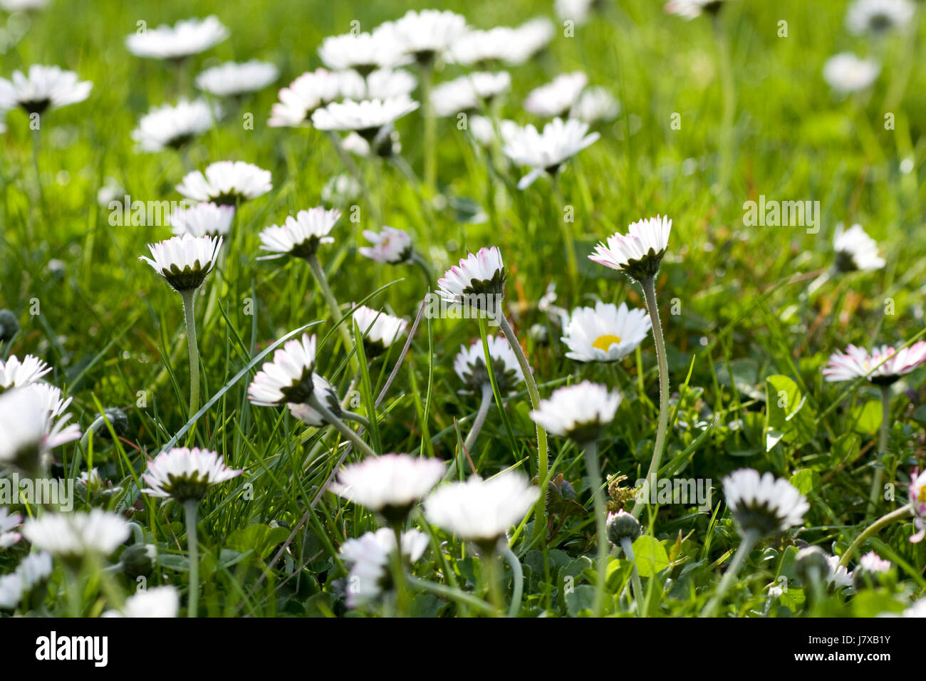 daisy flowers group in grass Stock Photo - Alamy