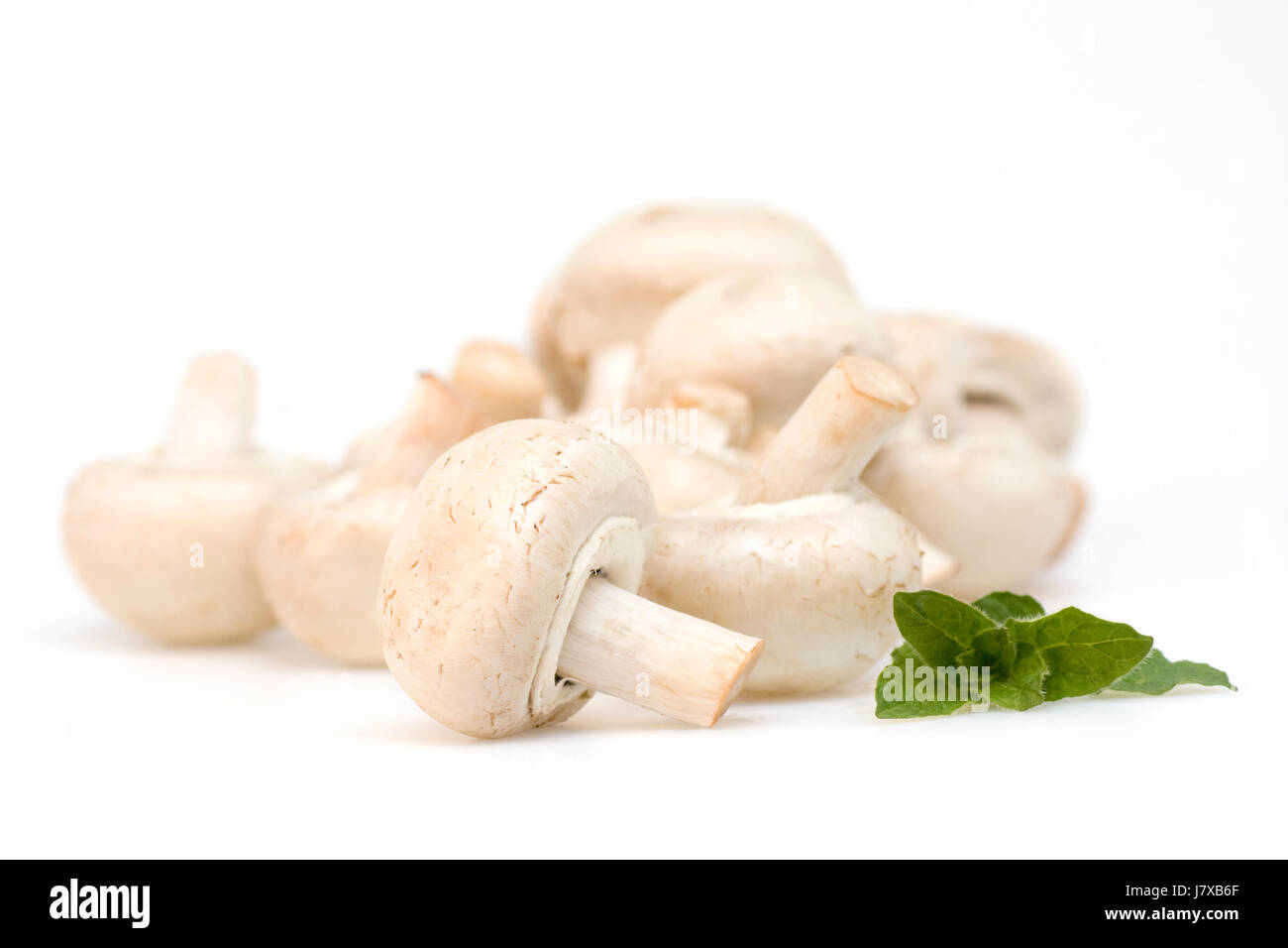 raw mushroom fungus oregano eating eat eats dine dining dines apart ...