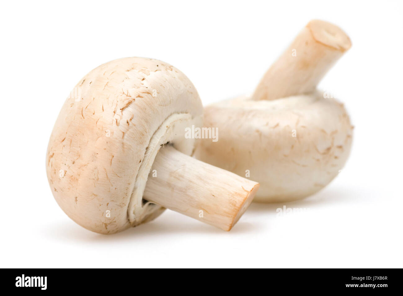 freshness raw mushroom fungus eating eat eats dine dining dines apart ...