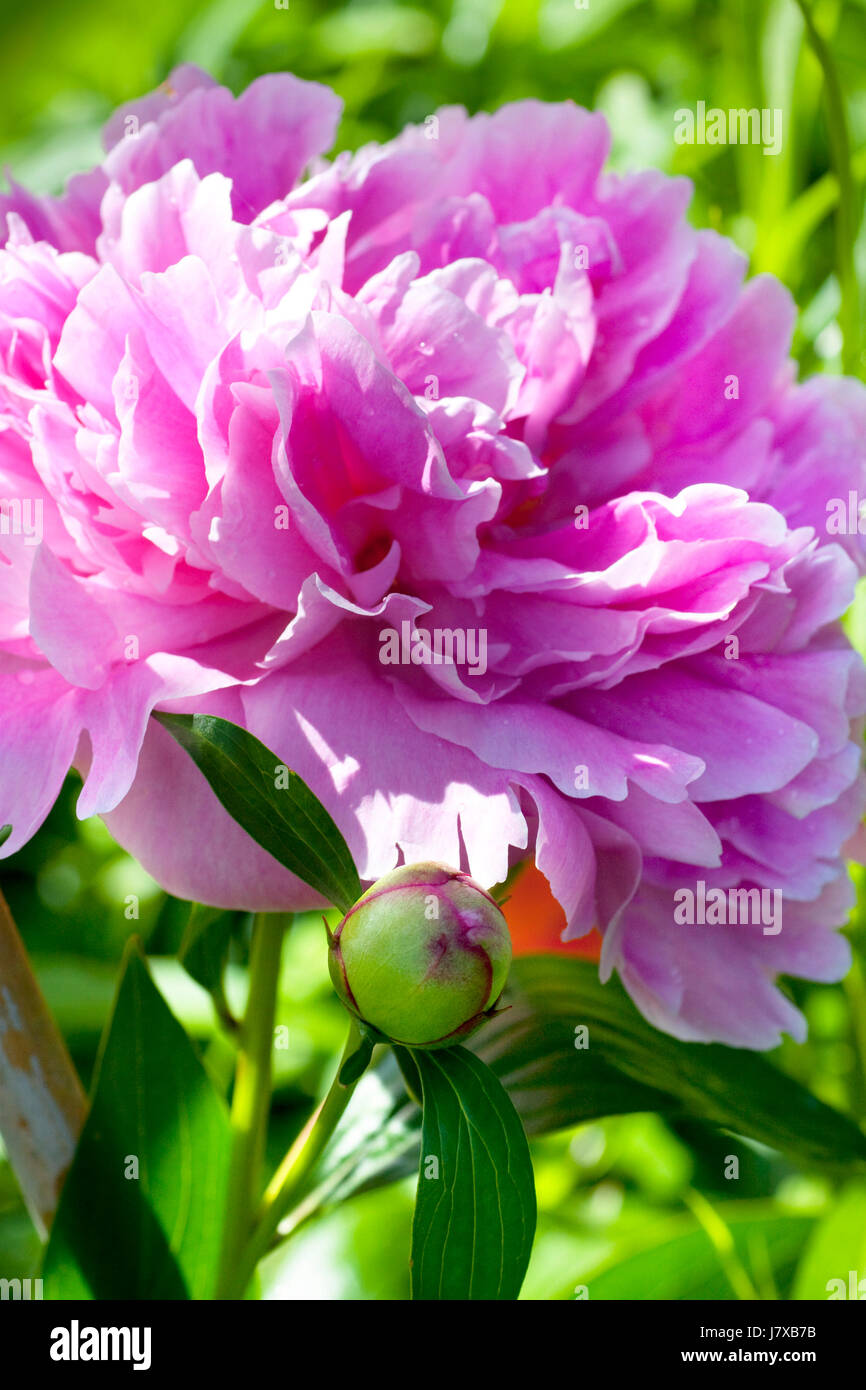 Peony budding flowers hi-res stock photography and images - Alamy