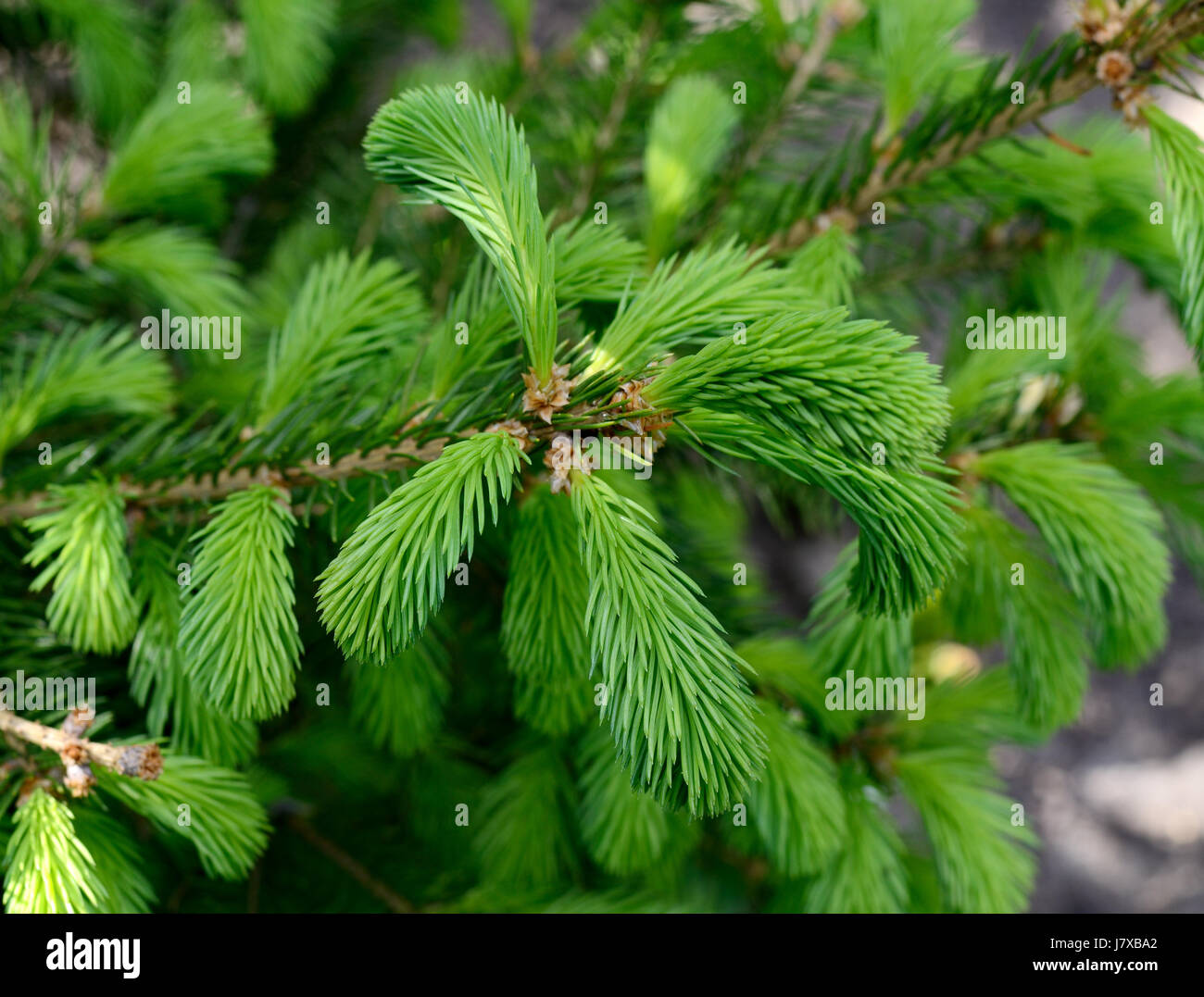 Young fluffy green spruce sprouts, fir-tree branches Stock Photo - Alamy