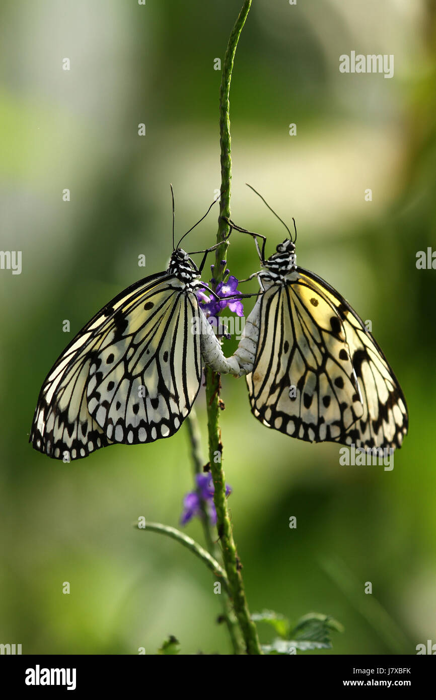 asia butterfly moth mating mate insect asia butterfly moth mating mate ...