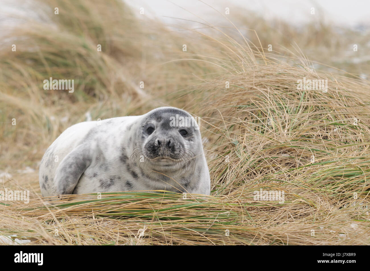 mammal seal mammal europe wildlife dune seal fins young animal sea ...