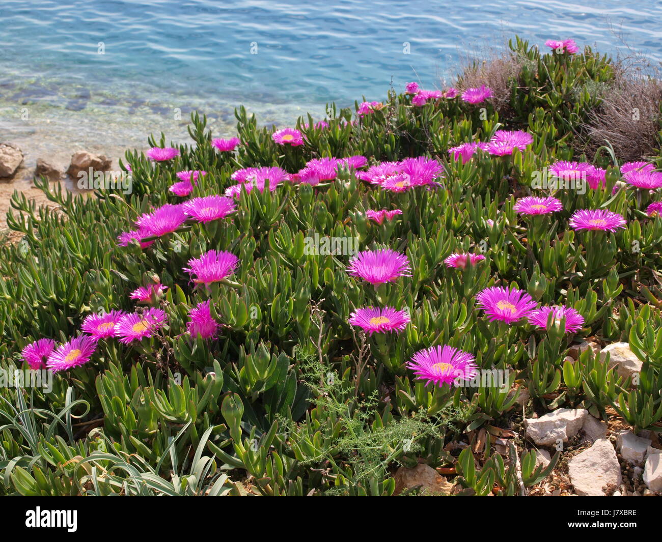 flower plant water mediterranean salt water sea ocean spring croatia ...