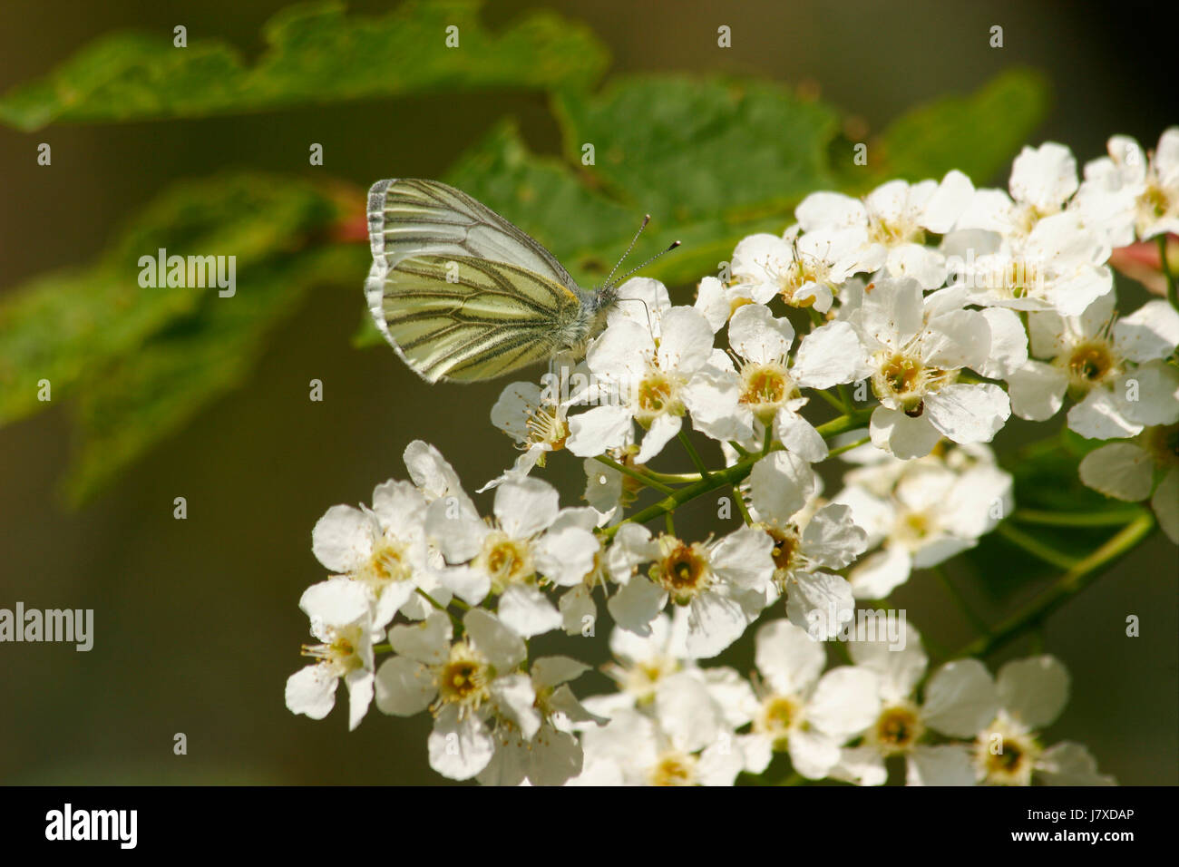insect bloom blossom flourish flourishing butterfly cherry blossom ...