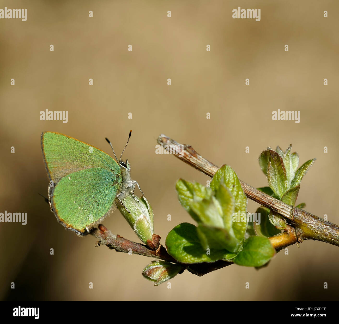 animal insect butterfly filigree animal insect green butterfly wing ...