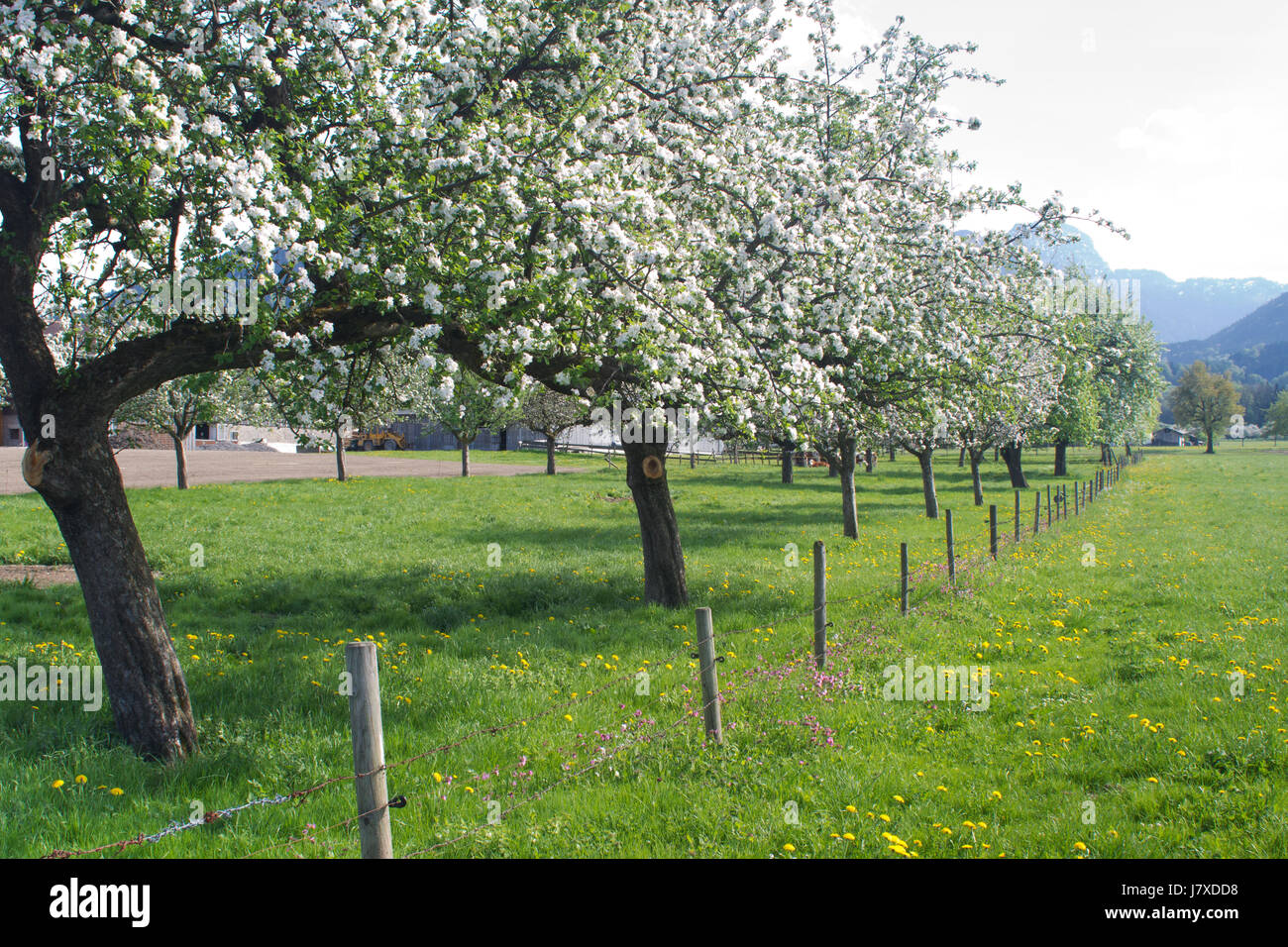 tree apple tree apple blossom shine shines bright lucent light serene ...