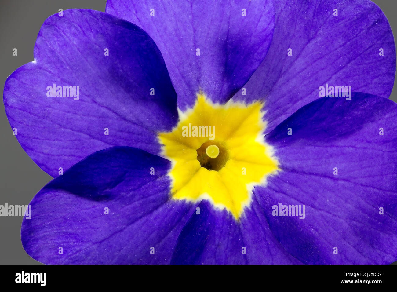 garden flower plant spring gardens primrose blue macro close-up macro ...