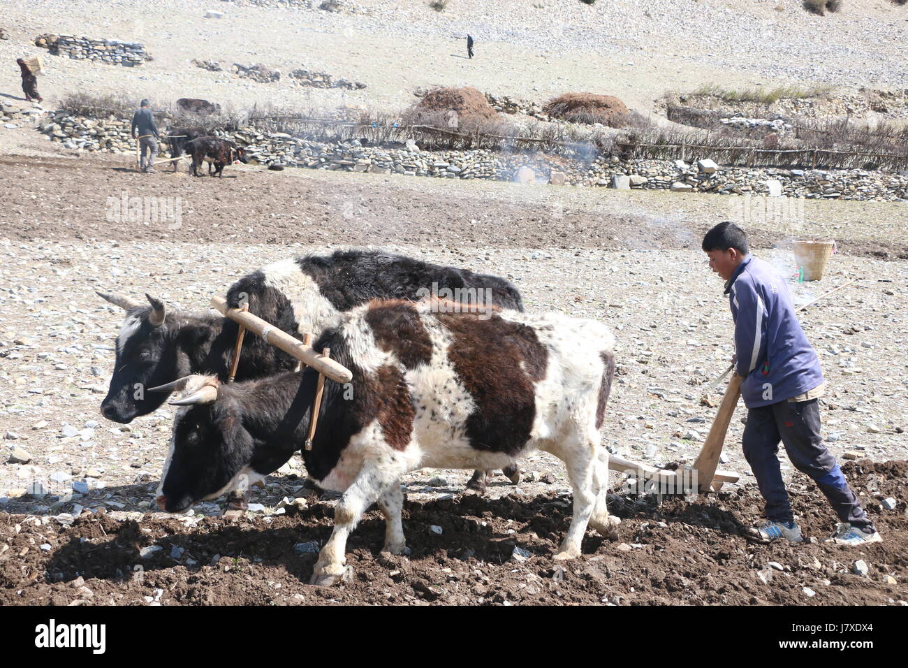 a Yak is helping farmars at work Stock Photo - Alamy