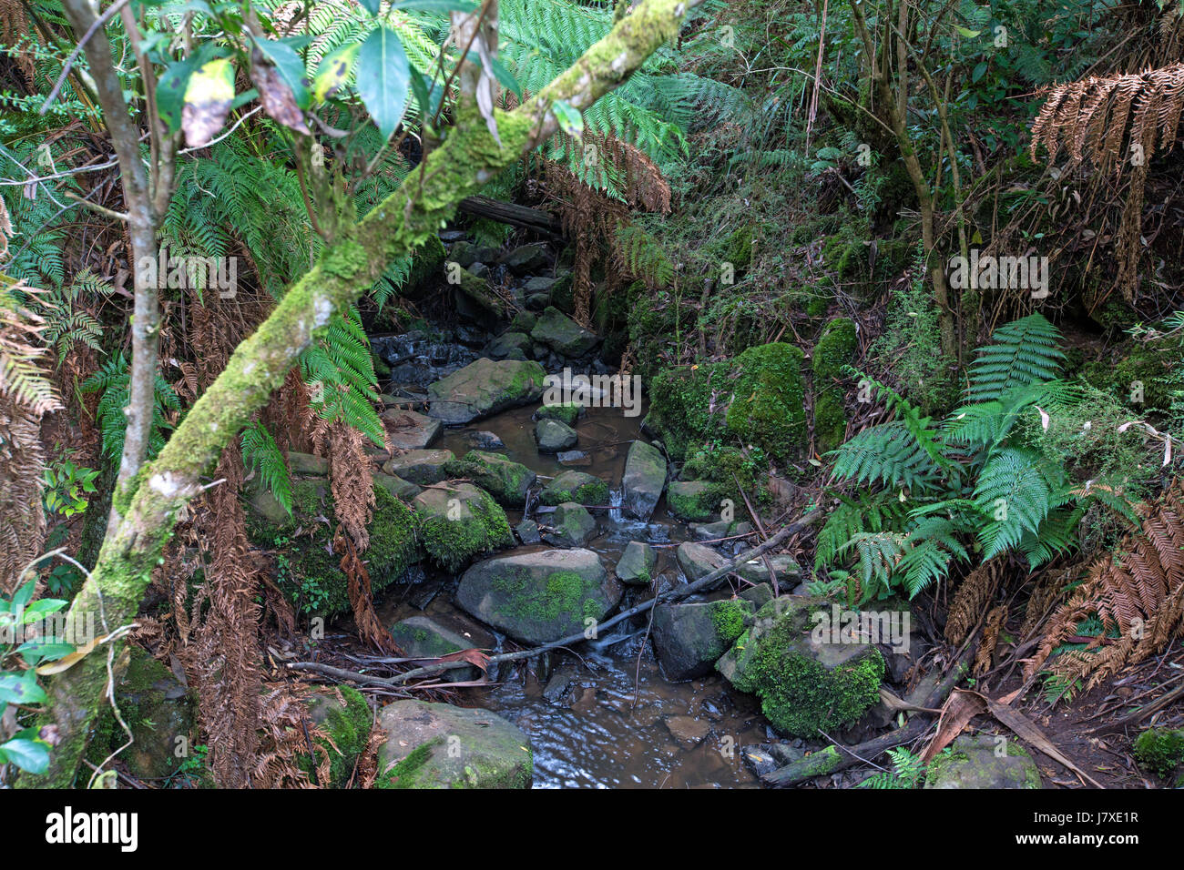 Forest stream in temperate forest Stock Photo - Alamy