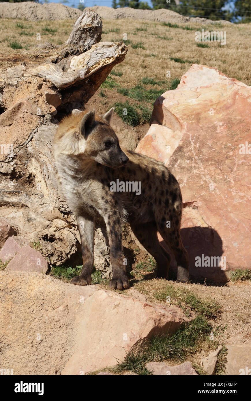 animal mammal africa wildlife predator safari hyaena hyena nature ...