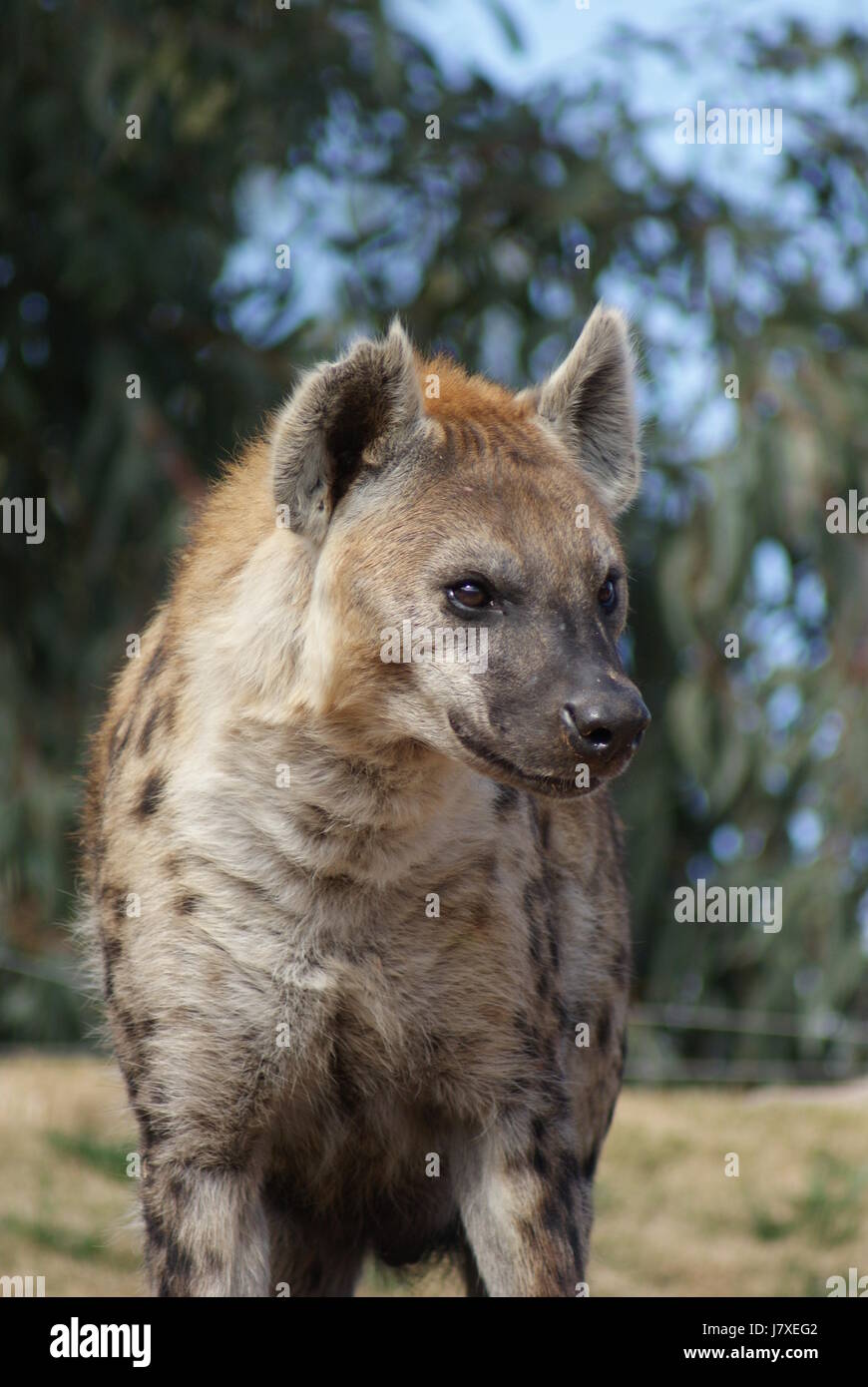 animal mammal africa wildlife predator safari hyaena hyena nature ...