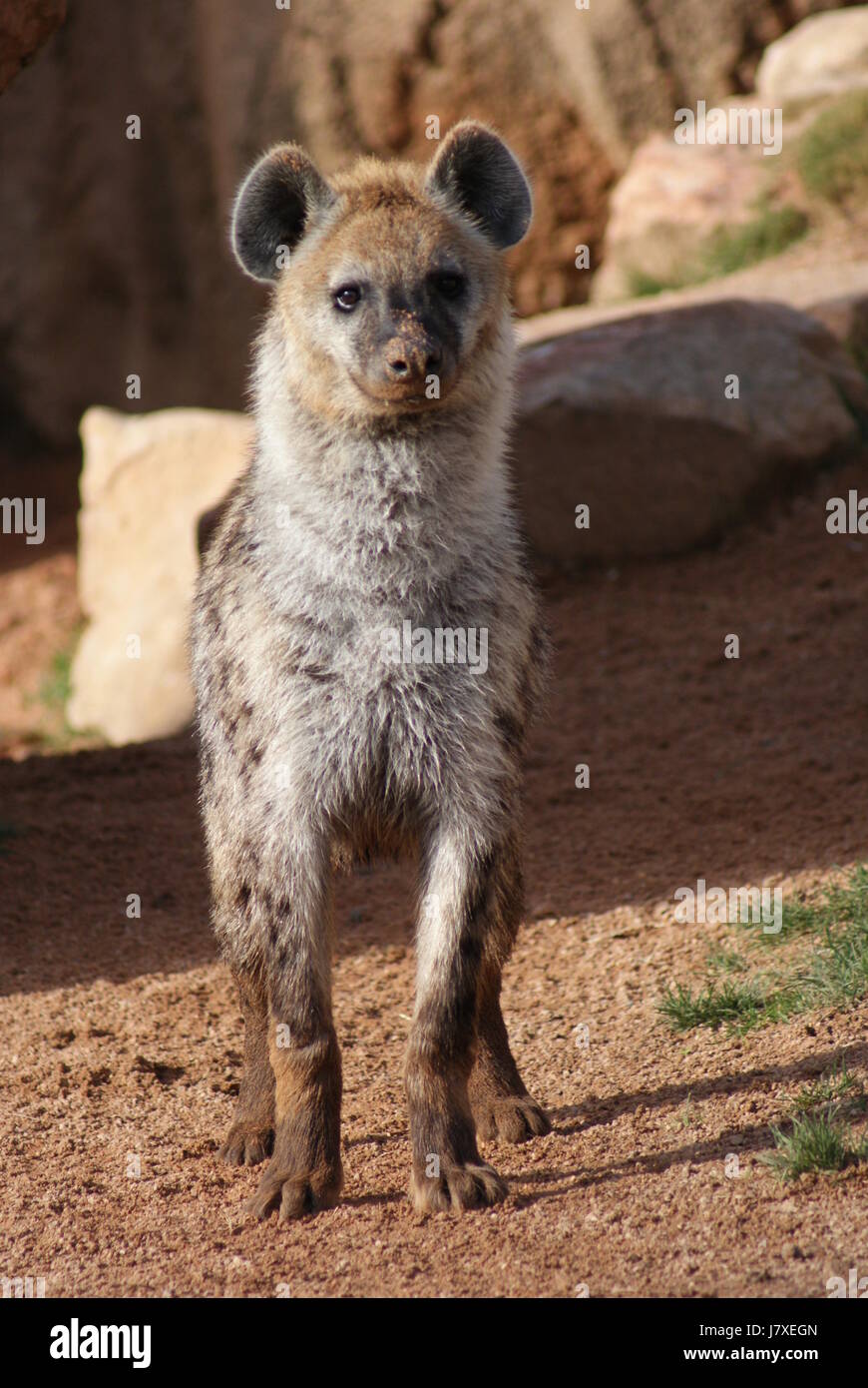 animal mammal africa wildlife predator safari hyaena hyena nature ...