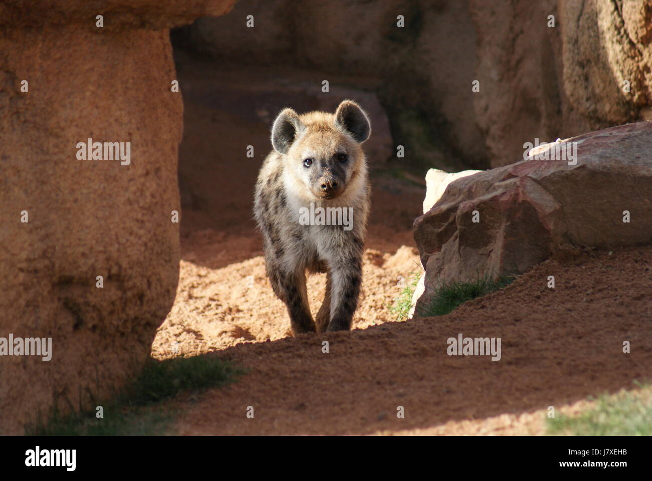 animal mammal africa wildlife predator safari hyaena hyena nature ...