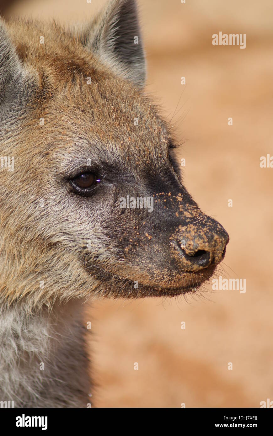 animal mammal africa wildlife predator safari hyaena hyena nature ...