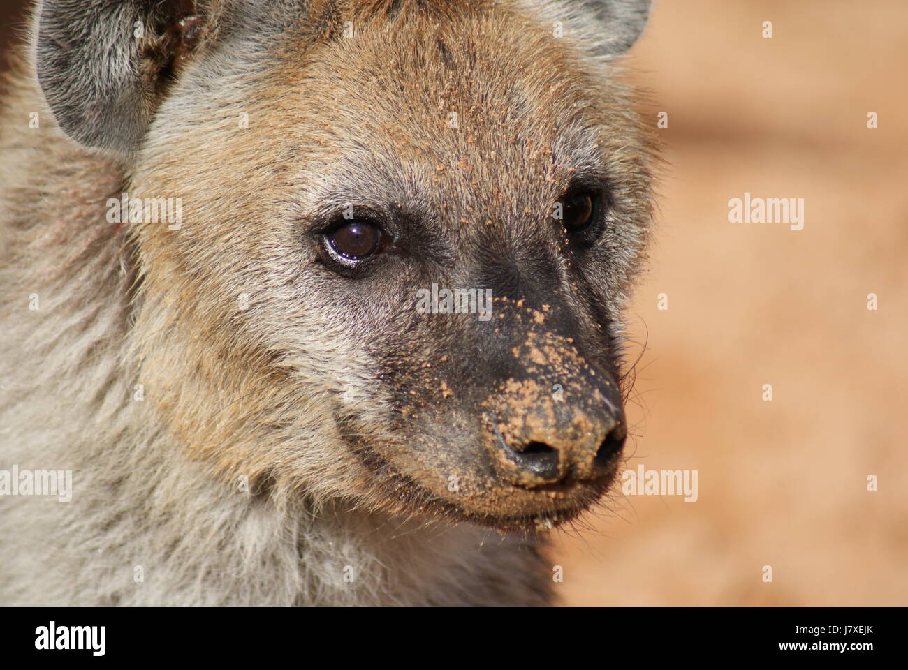 animal mammal africa wildlife predator safari hyaena hyena nature ...