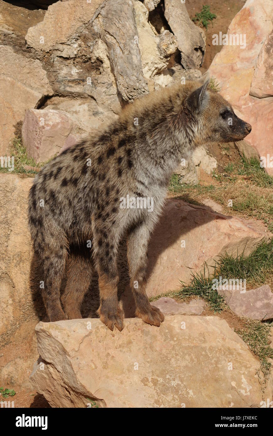 animal mammal africa wildlife predator safari hyaena hyena nature ...
