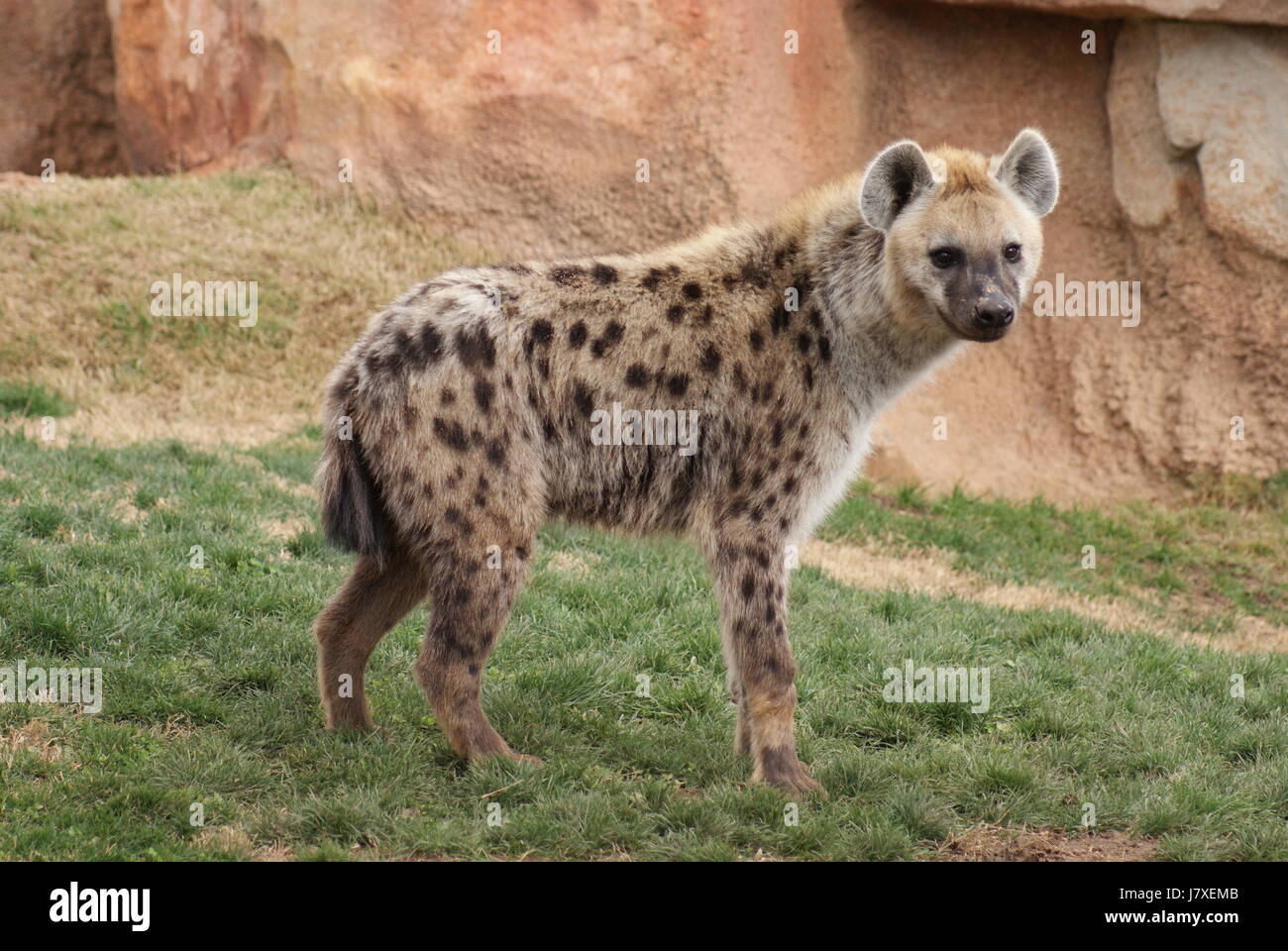 animal mammal africa wildlife predator safari hyaena hyena nature ...