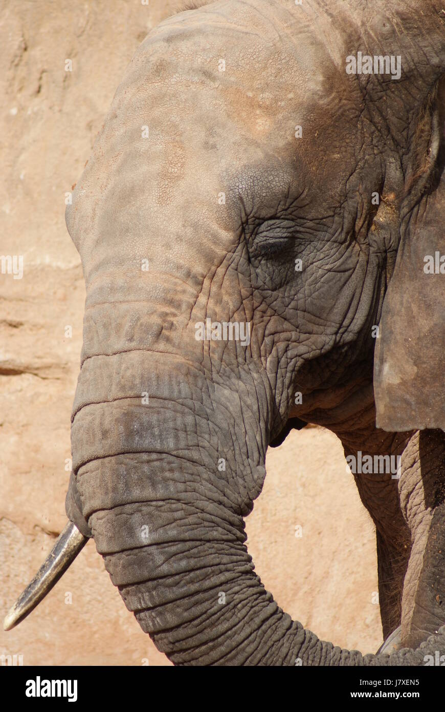 animal africa elephant bush African safari wilderness nature blue ...