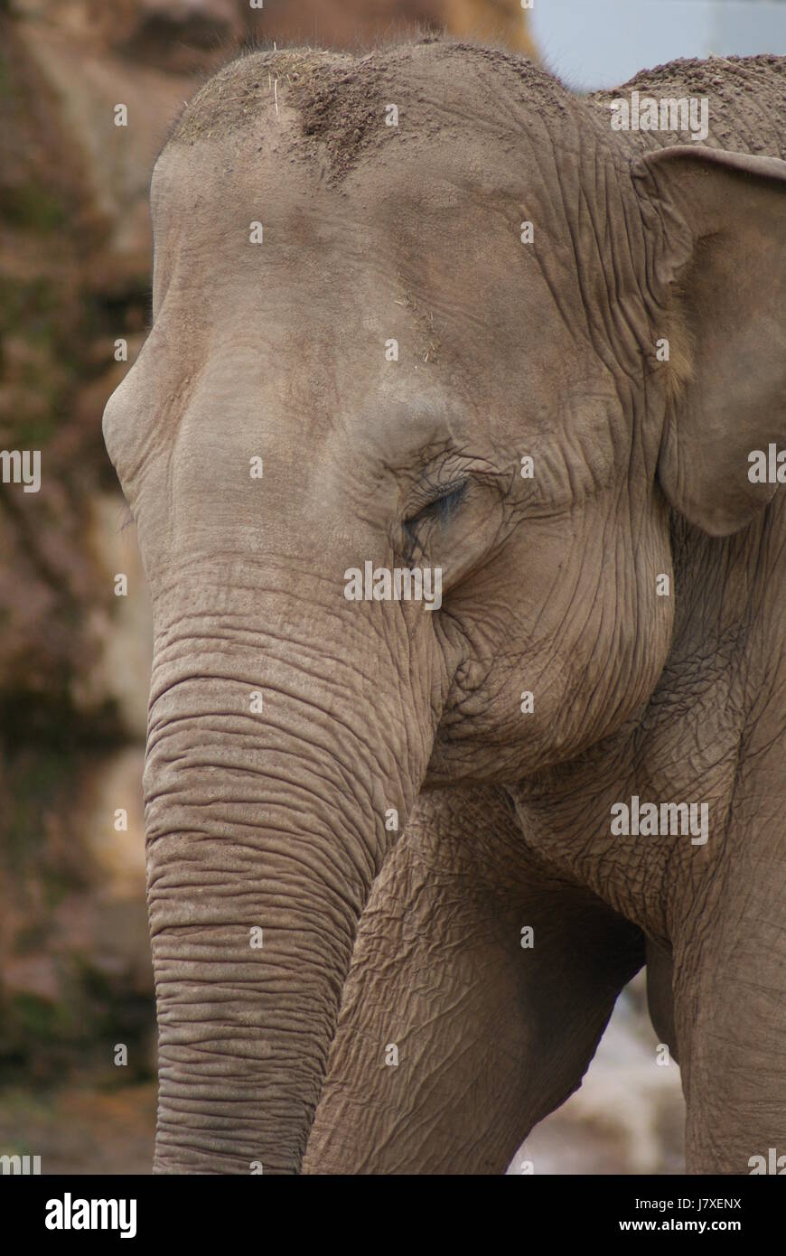 animal mammal wild elephant trunk wildlife asian nature close detail ...