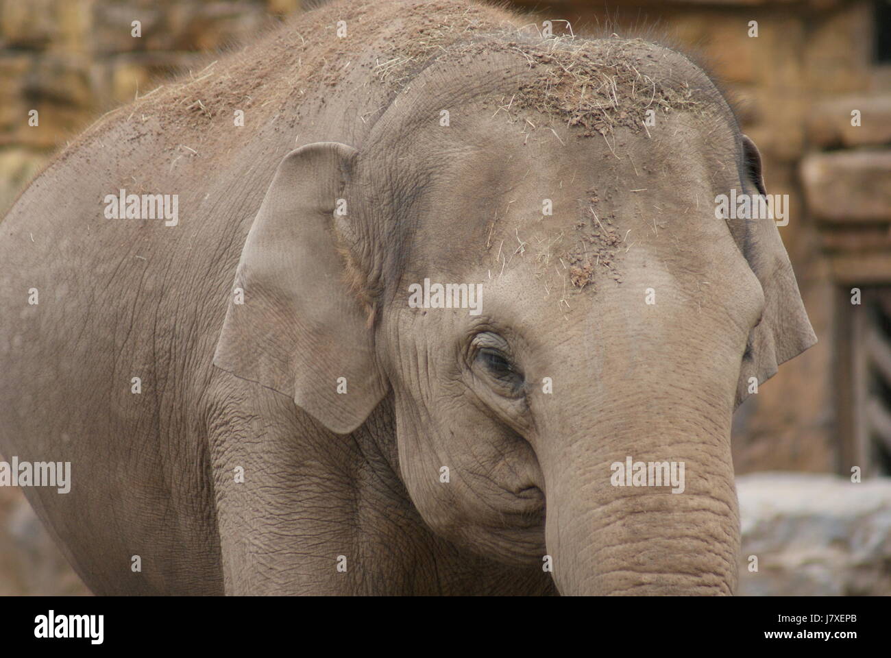 animal mammal wild elephant trunk wildlife asian nature close detail ...