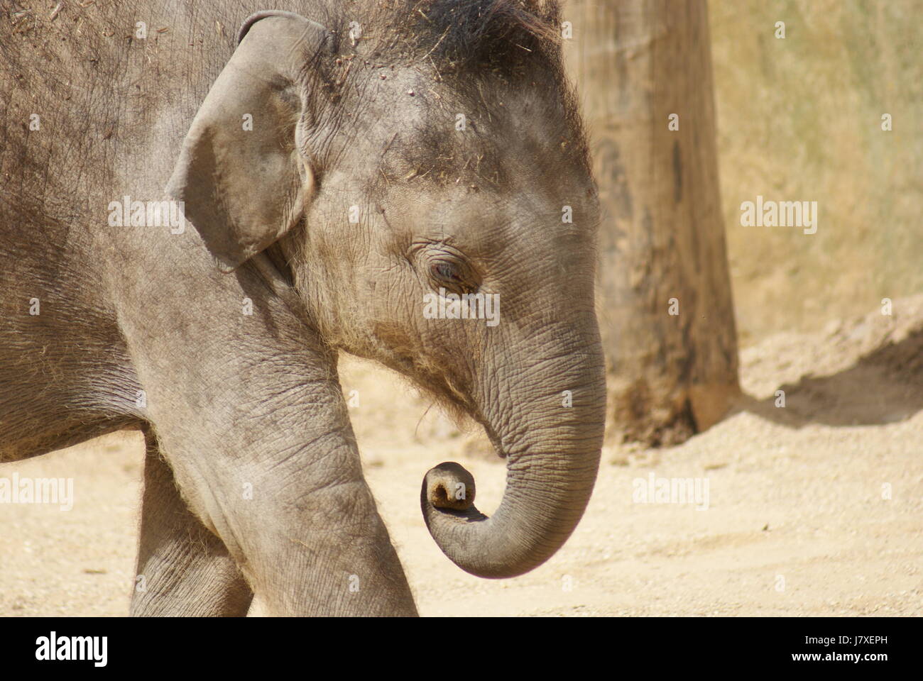 animal wild elephant trunk wildlife asian nature close detail protected ...