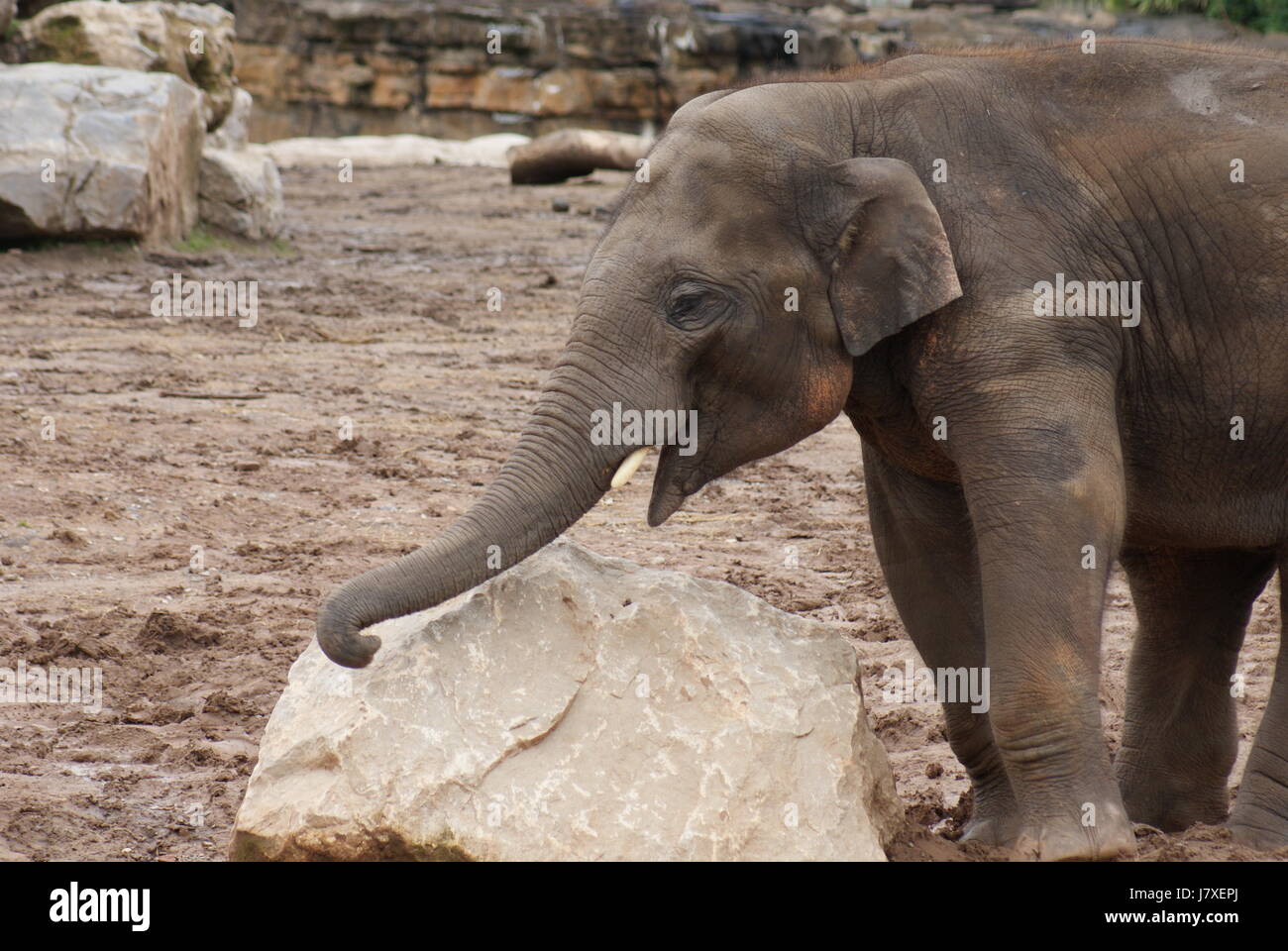 animal mammal wild elephant trunk wildlife asian nature close detail ...