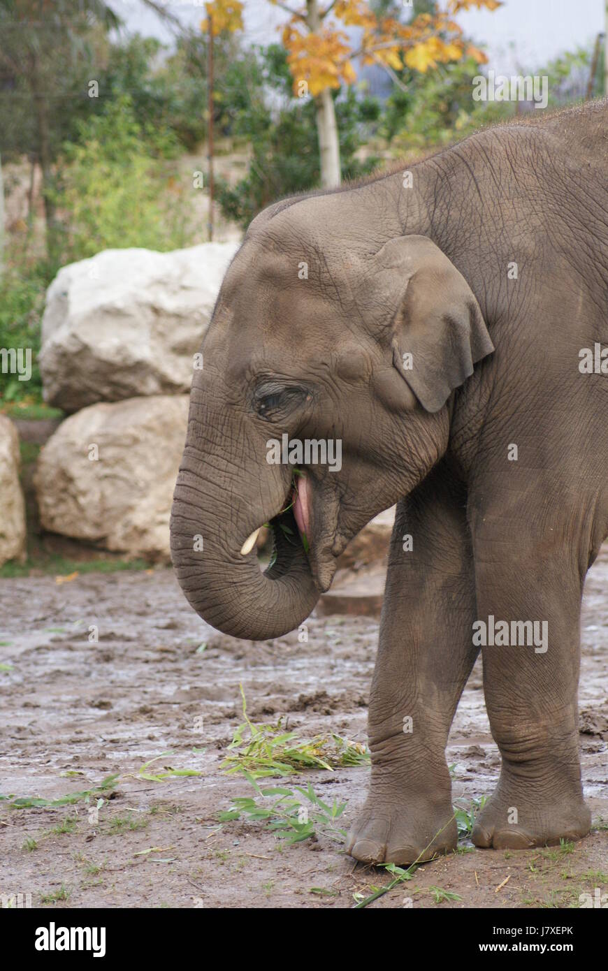 animal mammal wild elephant trunk wildlife asian nature close detail ...