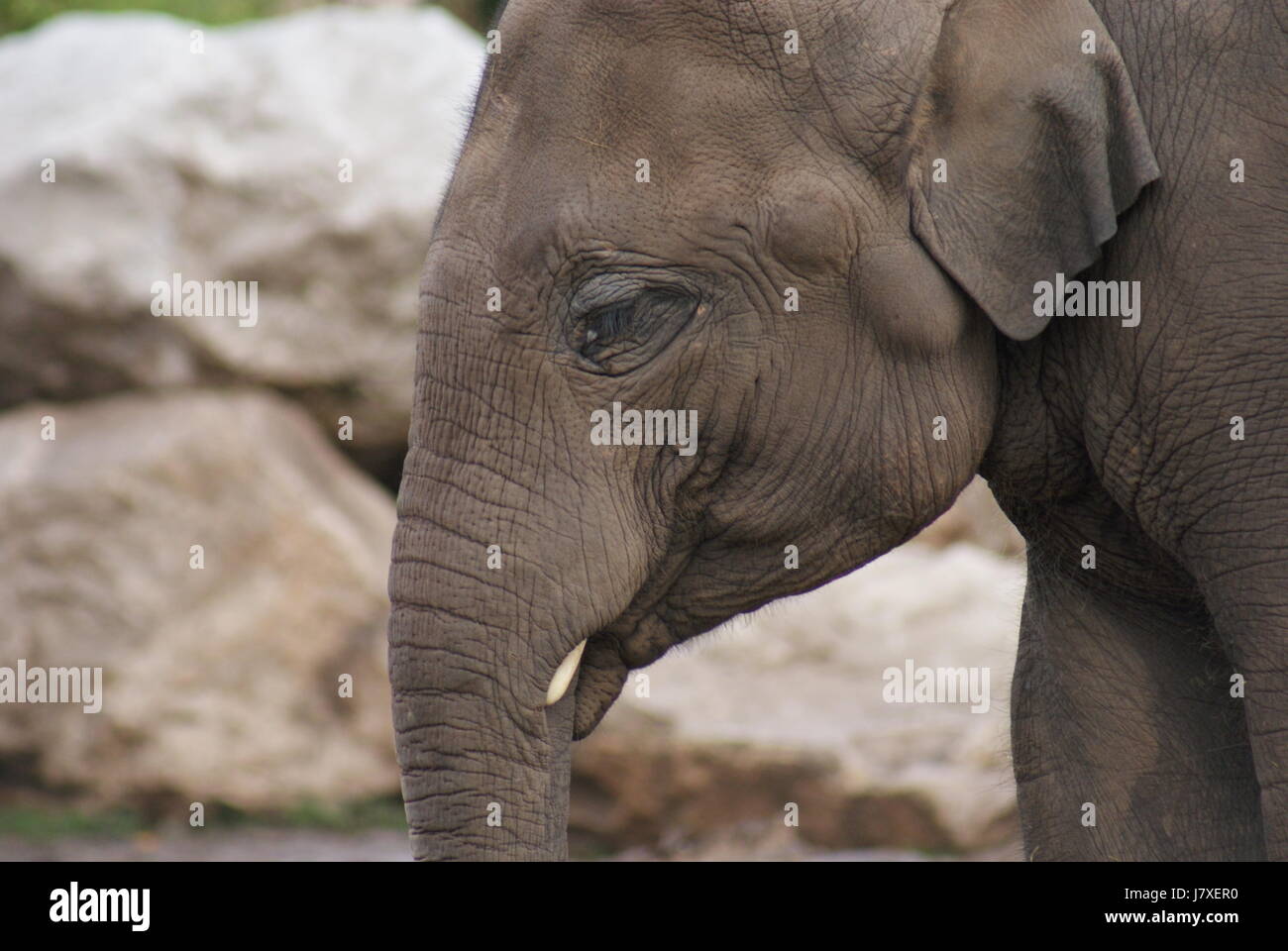 animal mammal wild elephant trunk wildlife asian nature close detail ...