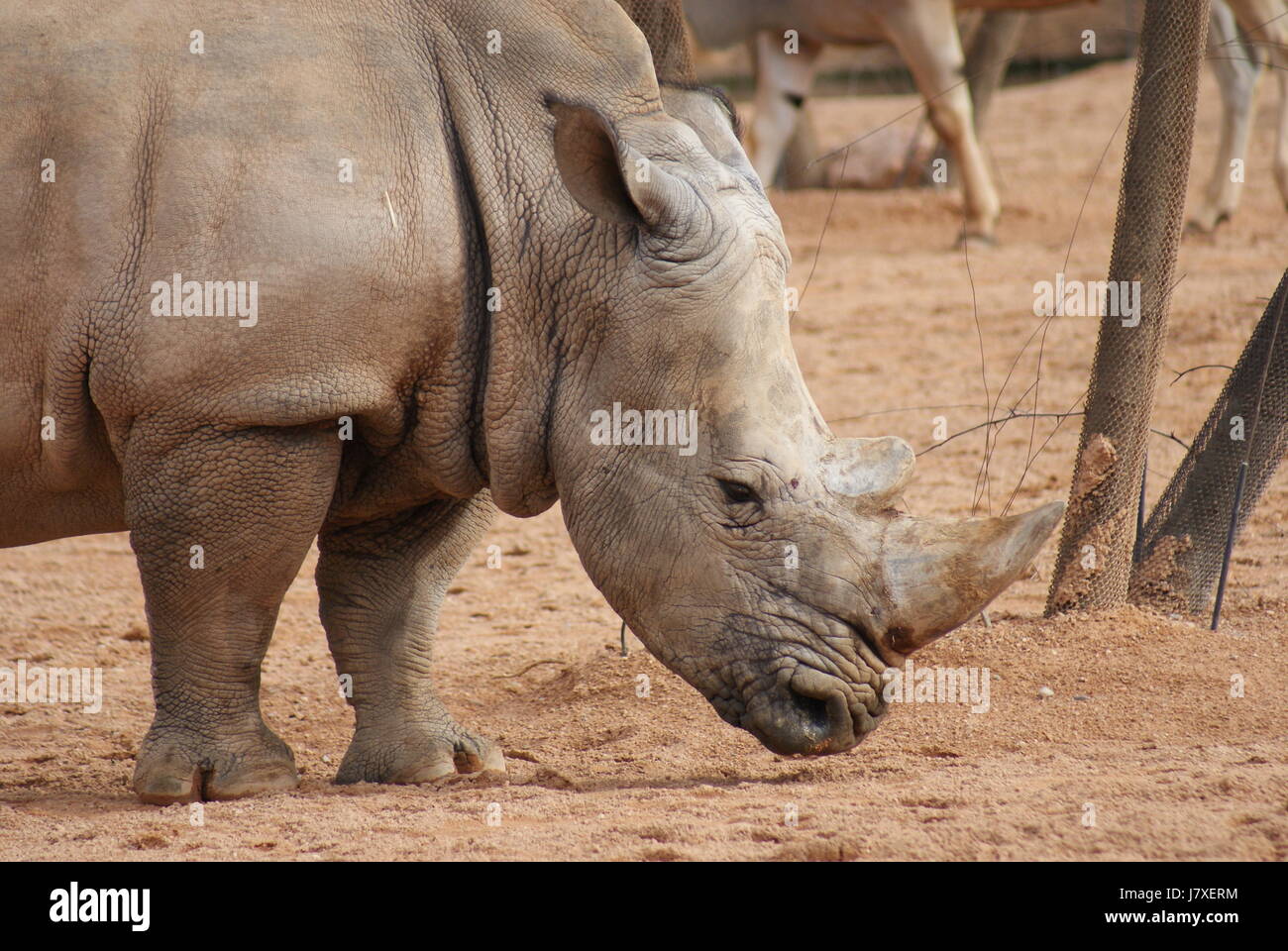 big large enormous extreme powerful imposing immense relevant animal ...