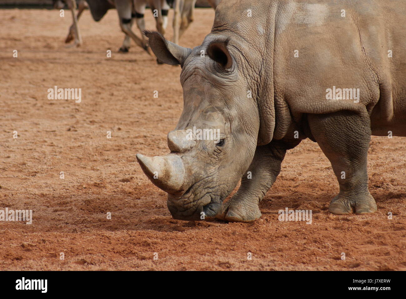 big large enormous extreme powerful imposing immense relevant animal ...