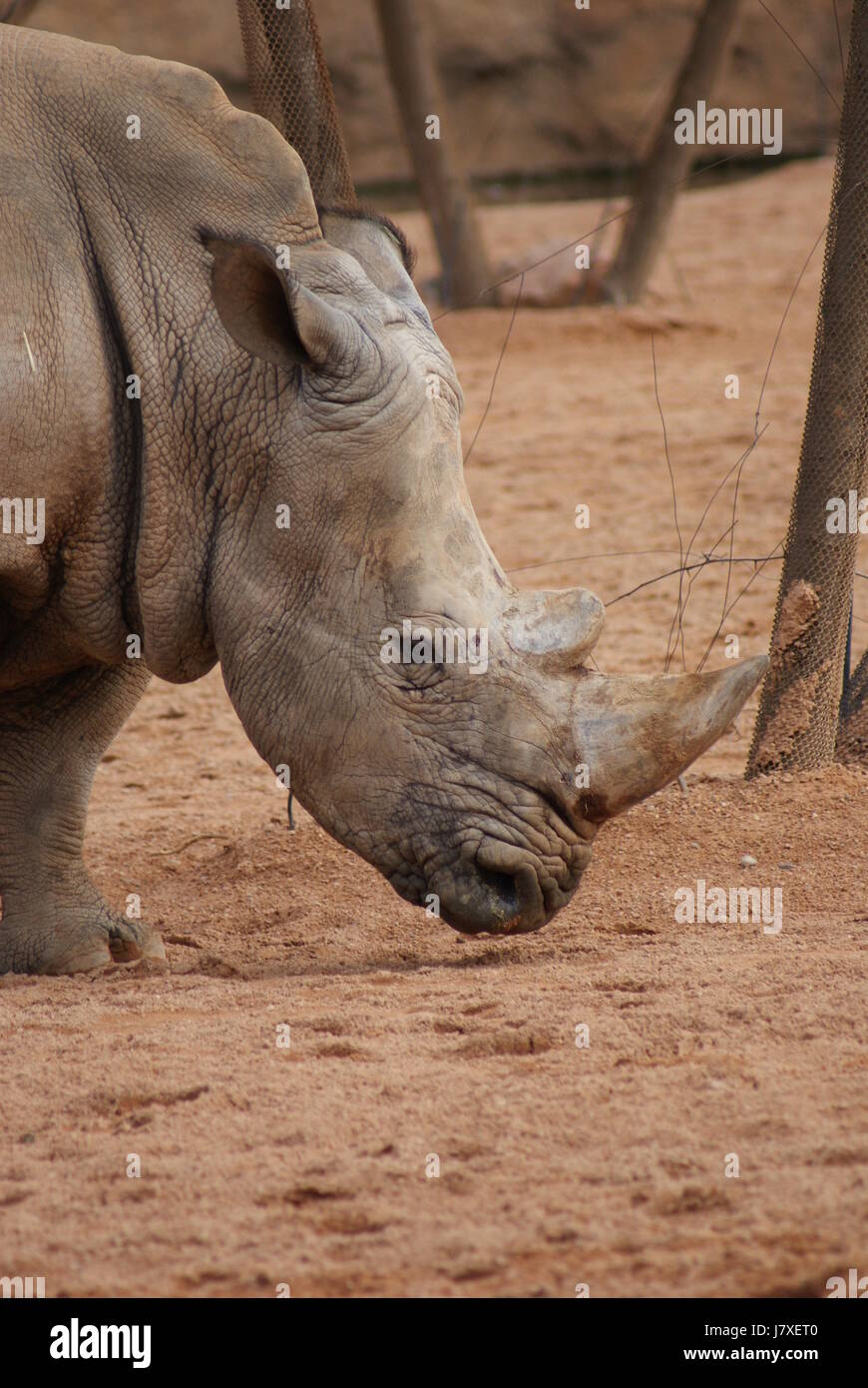 big large enormous extreme powerful imposing immense relevant animal ...