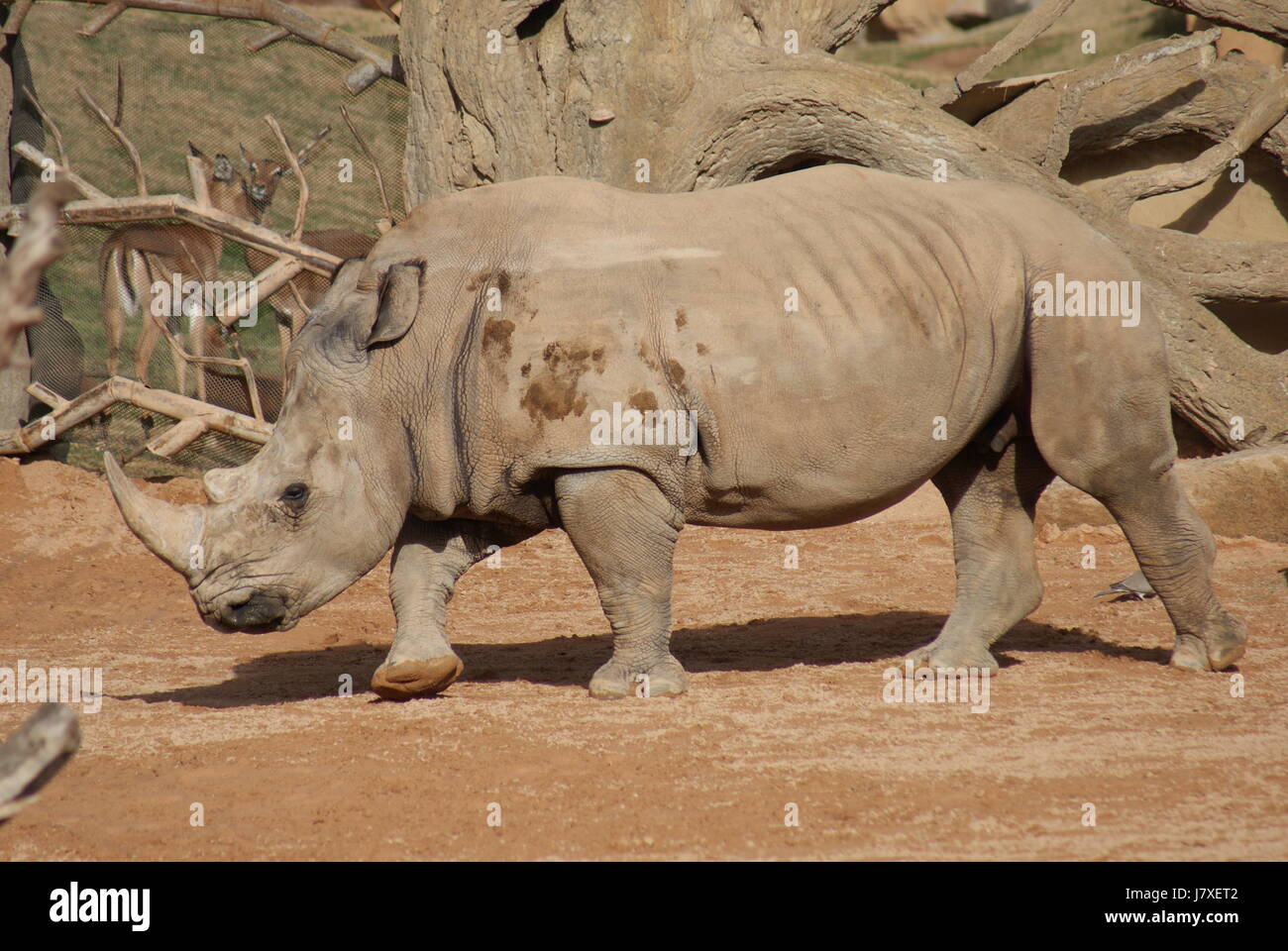 big large enormous extreme powerful imposing immense relevant animal ...