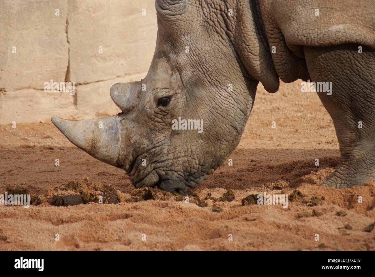 big large enormous extreme powerful imposing immense relevant animal ...