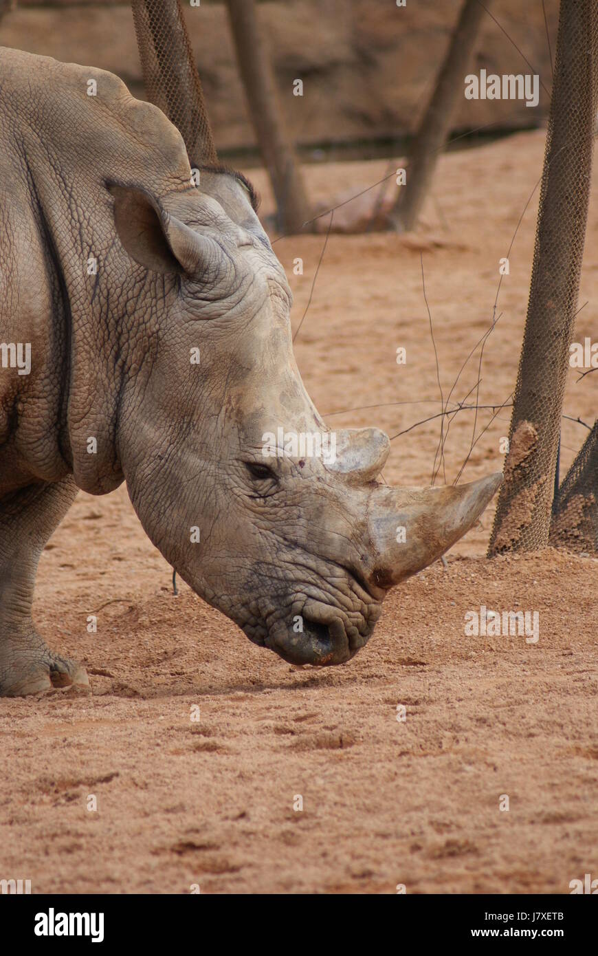 big large enormous extreme powerful imposing immense relevant animal ...