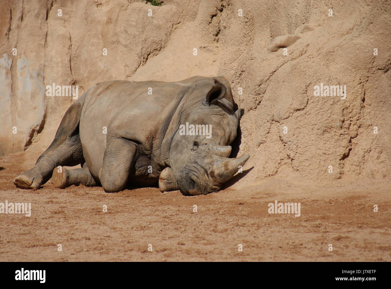 big large enormous extreme powerful imposing immense relevant animal ...